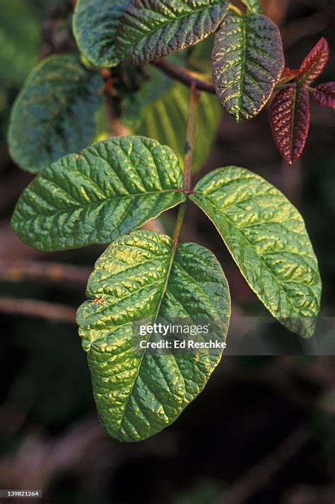 Poison Oak Rhus Diversiloba Has Plant Oils That Cause Blistery Red