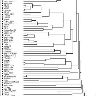UPGMA Dendrogram Based On Molecular Data From 30 SSR Markers Showing Download Scientific