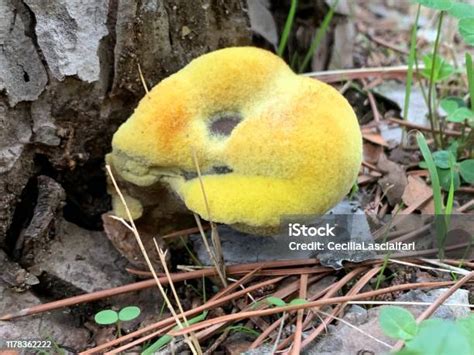 토스카나의 공원에 있는 나무 밑에 있는 둥근 노란 버섯 곰팡이 0명에 대한 스톡 사진 및 기타 이미지 0명 가을 갈색 Istock