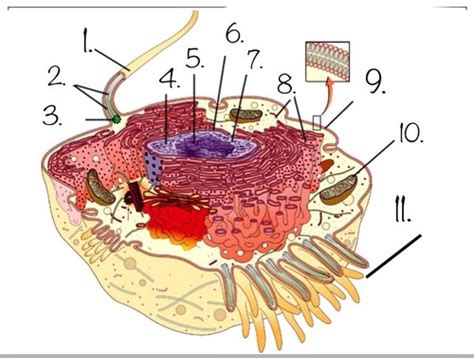 Chapter 3 Cells Flashcards Quizlet