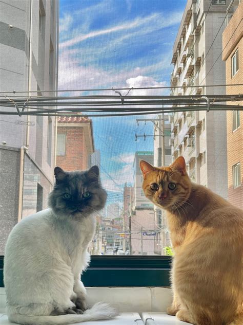 Innodb Error Data File Usrlocalmysqldataibdata1 Is Of A Different Size Innodb 에러