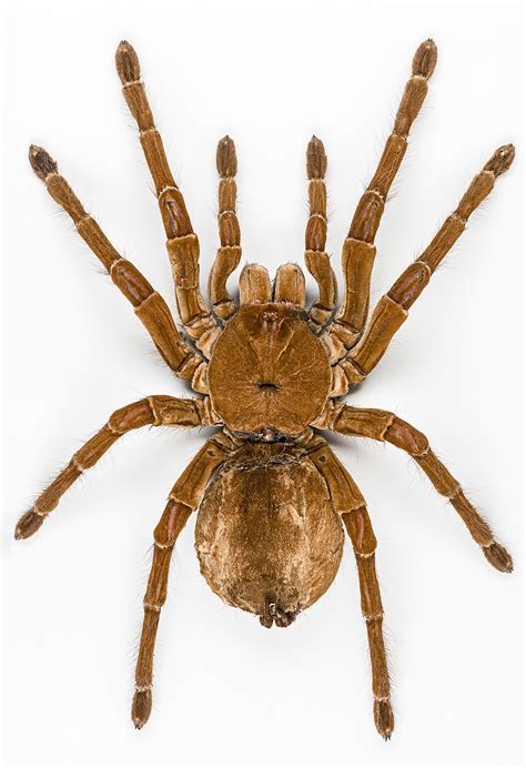 Goliath Birdeater Spider Simple English Wikipedia The Free Encyclopedia