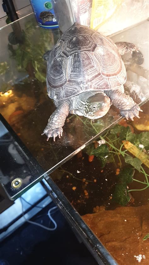 Help With Identifying Worm Like Creatures In Turtle Tank Rturtle Help With Identifying Worm Like Creatures In Turtle Tank Rturtle