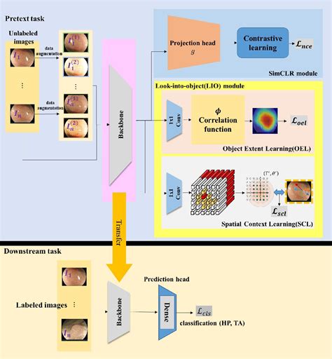 Figure From Classification Of Polyps In Endoscopic Images Using Self Supervised Structured