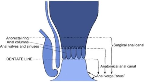 Anal Verge