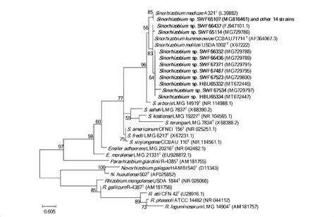 Phylogenetic Tree Of 16s Rdna 1363 Bp Showing The Genus Affiliation