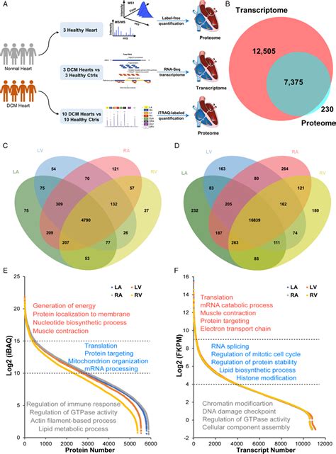 Global Transcriptomic And Proteomic Profiling In Heart A Workflow Of Download Scientific