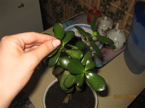 Как правильно обрезать денежное дерево 57 фото