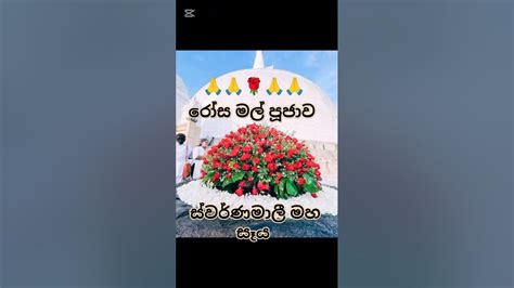 රෝසමල් පූජාව කිරි ආහාර පූජාව පළතුරු පූජාඇතුලු සියලු පූජා දැක බලා සිත් සුවපත් වේවා Shashivlog