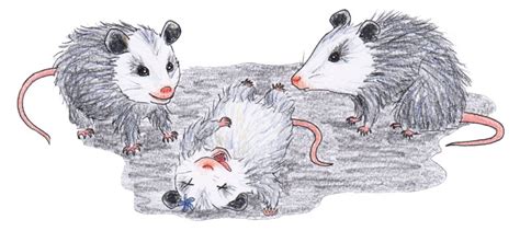 Pitfalls A Quick Guide To Identifying Logical Fallacies For Families — Picture Book Apologetics