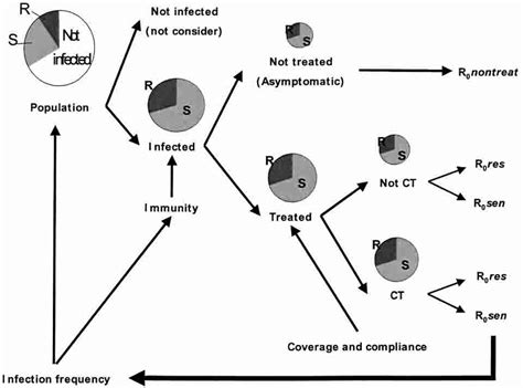 simplified model structure simulating one iteration where immunity has download scientific