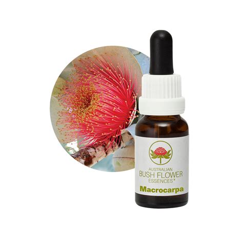 Macrocarpa Australia Australian Bush Flower Essences
