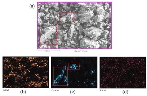 Sem Image For Eds Analysis A And The Eds Mapping Of O Ca And P On