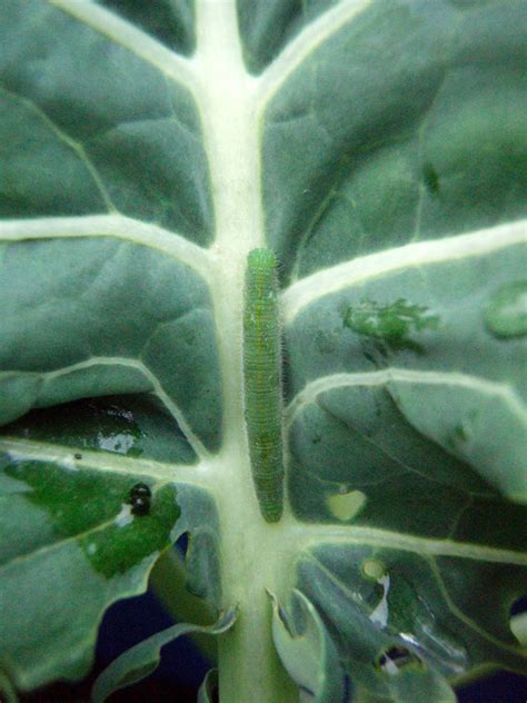 The Impatient Gardener Imported Cabbageworm