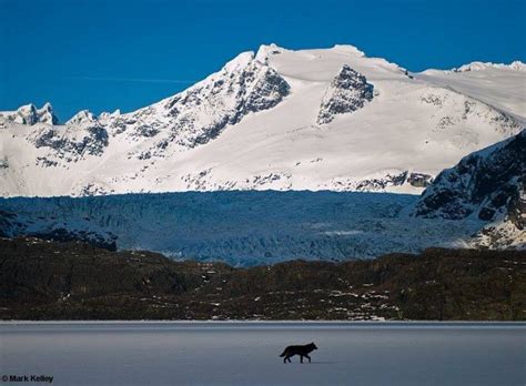 La Amistad Entre Un Perro Y Un Lobo Que Inspiró A Toda Una Ciudad