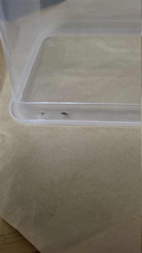 請益 請問這是甚麼蟲蟲？ 昆蟲板 Dcard