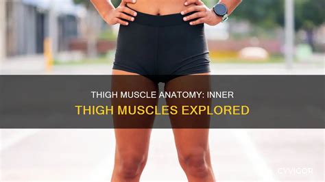 Thigh Muscle Anatomy Inner Thigh Muscles Explored Cyvigor