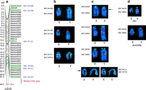 Sex Chromosome Polymorphism In Guppies Springerlink