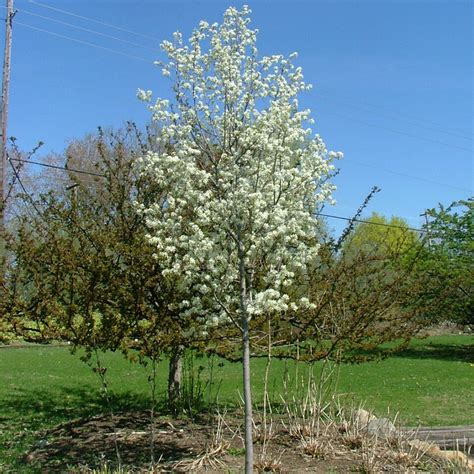 Serviceberry Bush Shrub