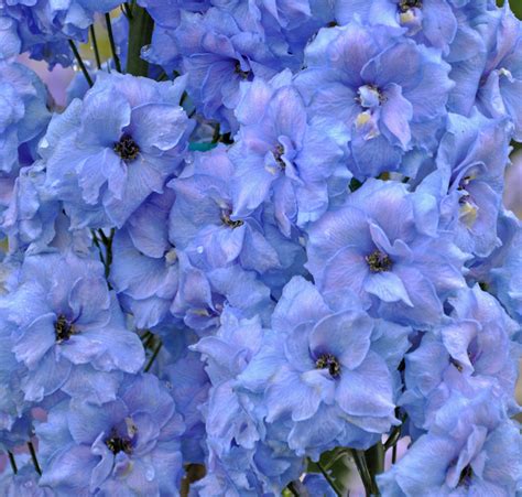 Delphinium Elatum Blue Lace