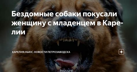 Бездомные собаки покусали женщину с младенцем в Карелии Карелия Ньюс Новости Петрозаводска Дзен