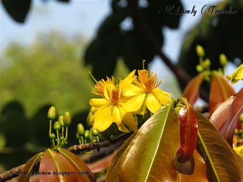 Konok Chapa Ochna Squarrosa