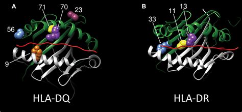 Fine Mapping Of The Mhc Region Identifies Novel Variants Jhc