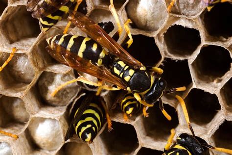 the importance of wasp control ecotek
