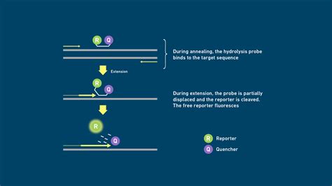 QPCR Analysis How A QPCR Machine Works And QPCR Protocol Technology Networks