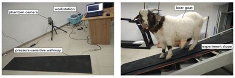 the limb kinetics of goat walking on the slope with different angles
