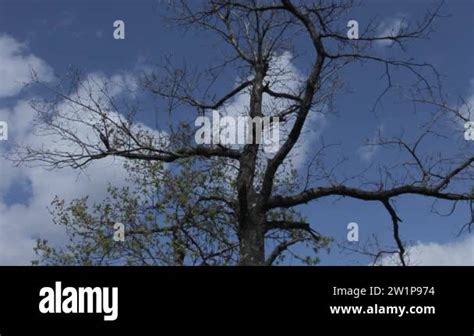 Result Of Air Pollution Dead Forest Withered Trees On Backdrop Of