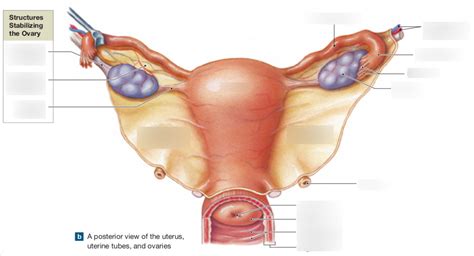 Figure 19 8b A Posterior View Of The Uterus Uterine Tubes And
