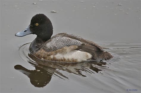 Lesser Scaup Jen Gfeller Nature Photography