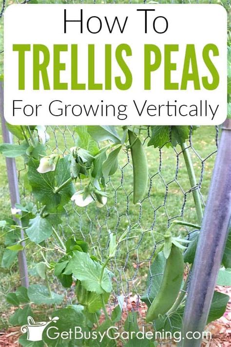 How To Trellis Peas In Your Garden EASY Guide Get Busy Gardening Growing Peas Garden