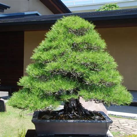 Bonsai Identification Guide How To Tell