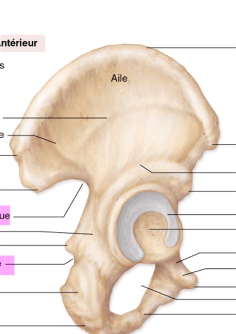 Diagram Of Vue Latérale Os Coxal Quizlet