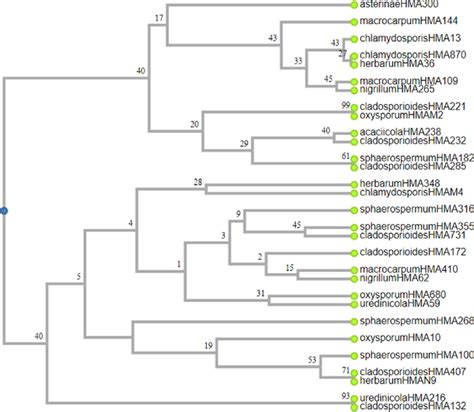 the dendrogram of cladosporium isolates was constructed after cluster