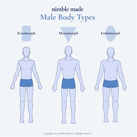 Male Body Types Explained Charts And References Nimble Made All For One