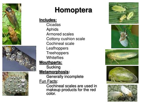 Ppt Unit Entomology Powerpoint Presentation Free Download Id5374909