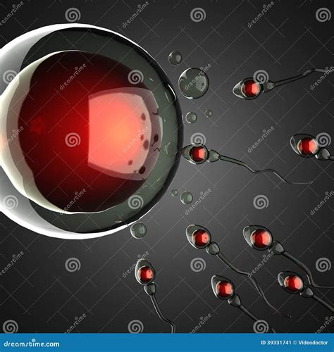 Sperm And Egg Cell Microscopic Stock Illustration Illustration Of Life Fertility 39331741
