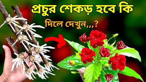জবা গাছের ডাল থেকে প্রচুর শেকড় হবে কি দিলে দেখুন চারা তৈরি How