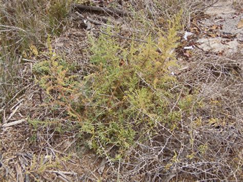 Opposite Leaved Saltwort Salsola Soda