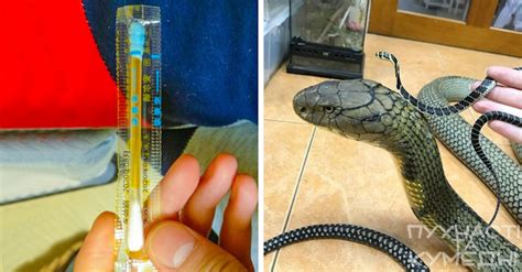 13 захоплюючих фото які залишать вас стоять у подиві з відкритим ротом ПУХНАСТІ ТА КУМЕДНІ