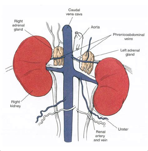 Adrenalectomy Nursing Considerations By Claire Bloor British Veterinary Nursing