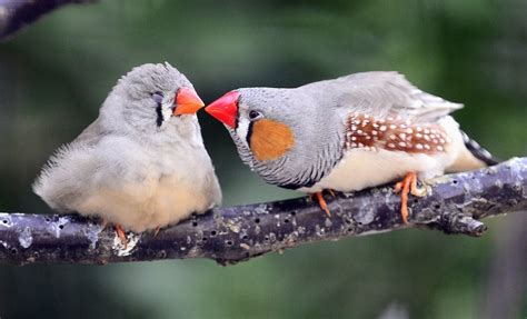 Male Zebra Finches How To Breed Zebra Finches Aviary Birds And Co