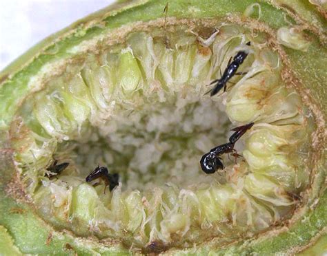 Fig Wasp Edible At Susanne Lumpkin Blog