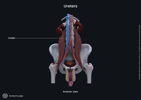 Urinary System Anatomy App