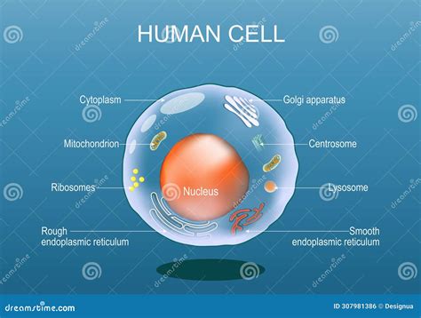 Lysosome Anatomy Cross Section Of A Cell Organelle Vector Illustration Lysosome Anatomy Cross Section Of A Cell Organelle Vector Illustration