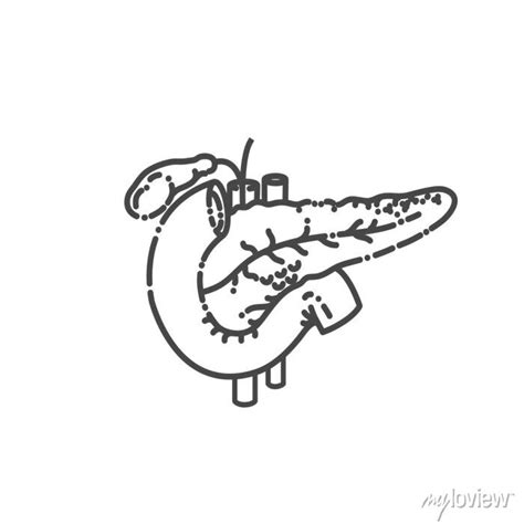 Anatomy Drawing Showing The Pancreas Duodenum And Gallbladder • Wall Stickers Health Isolated