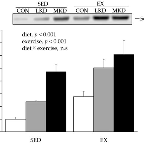 Protein Expression Of Pdk4 In Epitrochlearis Muscle Tissue Two Way